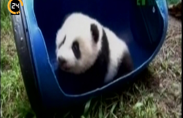 Yavru panda büyüyor