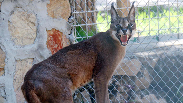 Yaralı karakulaktan iyi haber