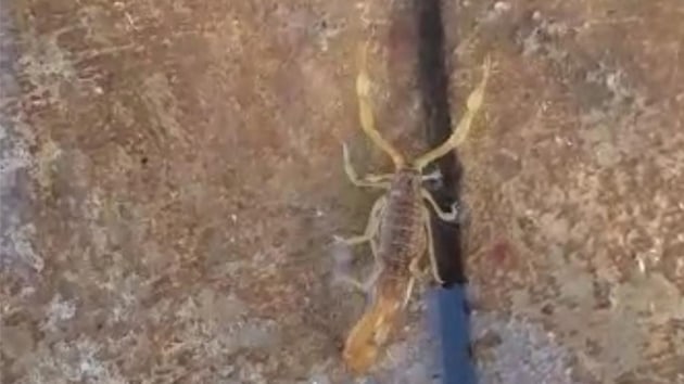 İslahiye'de en zehirli akrep türü görüldü