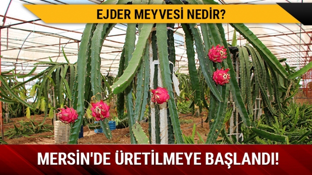 Ejder meyvesi nedir, ejder meyvesi 2019 fiyatı ne kadar? Ejder meyvesi ...