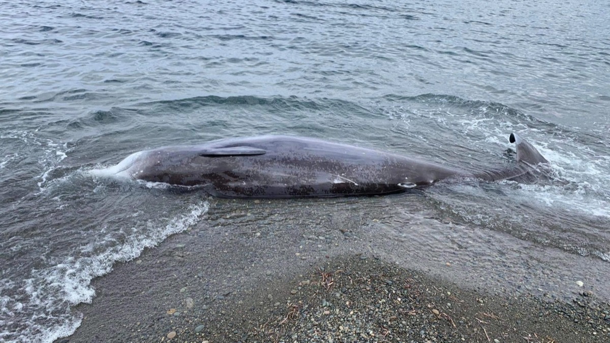 12 gagalı balinanın ölümünün depremle ilgisi olmadığı belirlendi